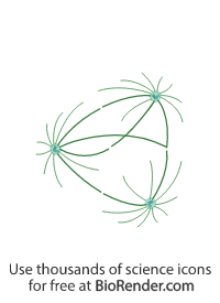 Free Spindle Apparatus, 3 Icons, Symbols & Images | BioRender