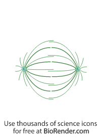 Free Spindle Apparatus, 1 Icons, Symbols & Images | BioRender