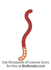 Free Heparin (unfractionated) Icons, Symbols & Images | BioRender