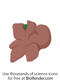 Free Mouse liver (visceral) Icons, Symbols & Images | BioRender