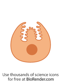 Free Parietal cell Icons, Symbols & Images | BioRender