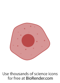 Free Stromal Cells Icons, Symbols & Images | BioRender