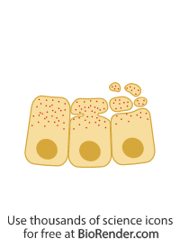 Free Secretory Cells Icons, Symbols & Images | BioRender