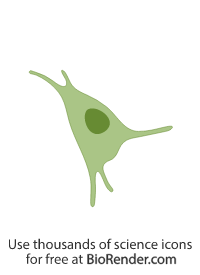 Free Stromal Cells Icons, Symbols & Images | BioRender