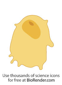 Free Osteoblast Icons, Symbols & Images | BioRender
