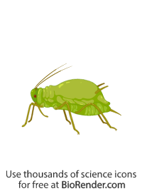 Free Arthropods Icons, Symbols & Images | BioRender