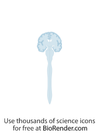 Free CNS (schematic) Icons, Symbols & Images | BioRender