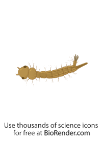 Free Mosquito larva Icons, Symbols & Images | BioRender