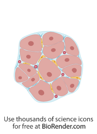 Free Cardiac fibrosis (normal) Icons, Symbols & Images | BioRender