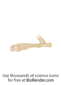 Free Mouse skeleton (rear foot) Icons, Symbols & Images | BioRender