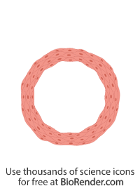 Free Smooth muscle cells (ring) Icons, Symbols & Images | BioRender