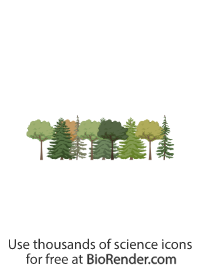 Free Forest Icons, Symbols & Images | BioRender