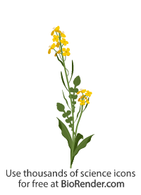 Free Rapeseed Icons, Symbols & Images | BioRender
