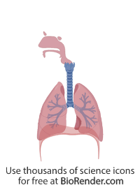 Free Respiratory system Icons, Symbols & Images | BioRender