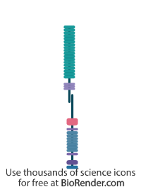 Free NOTCH1 Icons, Symbols & Images | BioRender