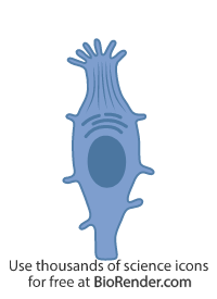 Free Tuft cell Icons, Symbols & Images | BioRender