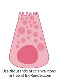 Free Paneth cell Icons, Symbols & Images | BioRender