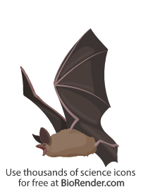 Free Bat (little brown bat, Myotis lucifugus) Icons, Symbols & Images ...