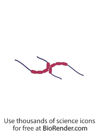 Free Tau protein (filament, cross-section) Icons, Symbols & Images ...