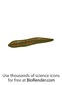 Free Leech (Hirudo verbana) Icons, Symbols & Images | BioRender