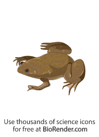 Free African clawed frog Icons, Symbols & Images | BioRender