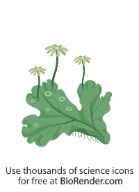 Free Liverwort (thallus, female) Icons, Symbols & Images | BioRender