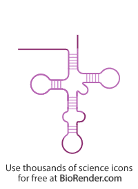 Free tRNA (primary) Icons, Symbols & Images | BioRender