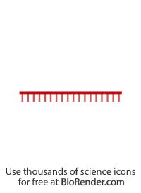 Free DNA primer Icons, Symbols & Images | BioRender