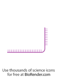Free RNA Icons, Symbols & Images | BioRender
