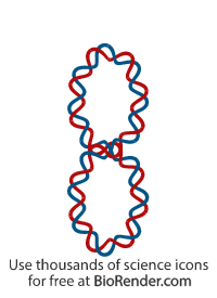 Free Supercoiled DNA (2D, 2 loops) Icons, Symbols & Images | BioRender