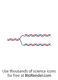 Free DNA replication (2D, fork) Icons, Symbols & Images | BioRender