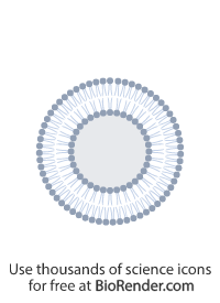 Free Phospholipid Bilayer Membranes Icons, Symbols & Images | BioRender
