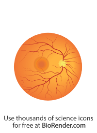 Free Eye (retina, arteries only) Icons, Symbols & Images | BioRender