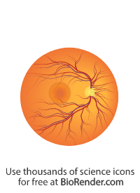 Free Eye (retina) Icons, Symbols & Images | BioRender