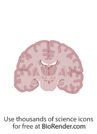 Free Brain (coronal cut, at thalamus) Icons, Symbols & Images | BioRender