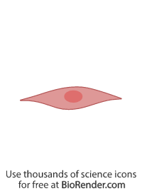 Free Cell (spindle) Icons, Symbols & Images | BioRender