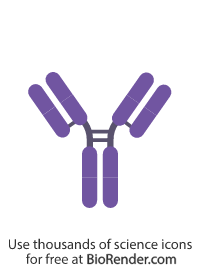 Free Antibody IgG (round style) Icons, Symbols & Images | BioRender