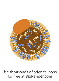 Free Lipoprotein (IDL, cross-section) Icons, Symbols & Images | BioRender