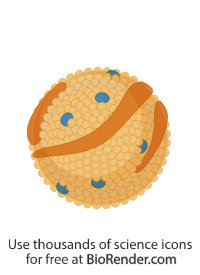 Free Lipoprotein (IDL) Icons, Symbols & Images | BioRender