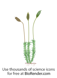 Free Moss plant Icons, Symbols & Images | BioRender