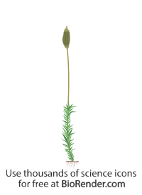 Free Moss (capsule, operculum) Icons, Symbols & Images | BioRender