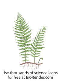 Free Fern Icons, Symbols & Images | BioRender