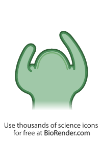 Free Meristem Icons, Symbols & Images | BioRender