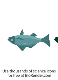 Free Fish Icons, Symbols & Images | BioRender