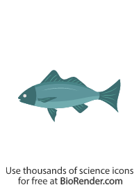 Free Generic fish Icons, Symbols & Images | BioRender