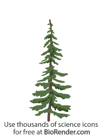 Free Tree (coniferous, withering) Icons, Symbols & Images | BioRender