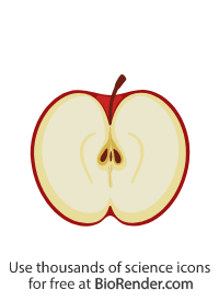 Free Apple (half) Icons, Symbols & Images | BioRender
