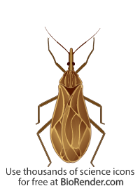 Free Kissing bug (Rhodnius prolixus) Icons, Symbols & Images | BioRender