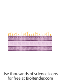 Free Bacterial Membranes Icons, Symbols & Images | BioRender