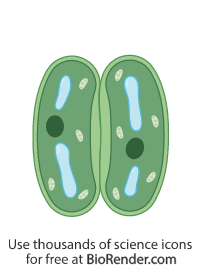 Free Guard cell (closed) Icons, Symbols & Images | BioRender